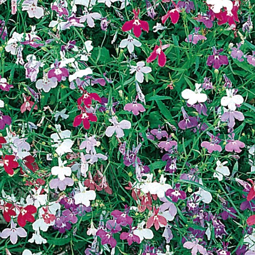 Johnsons Trailing Lobelia Colour Cascade Mixed Flower Seeds - Compare ...